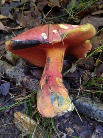 All About Boletes: An Introduction To Bolete Foraging and ...