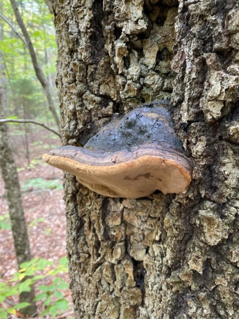 Tinder Fungus: Historical Uses, Identification, and Foraging - Mushroom Appreciation