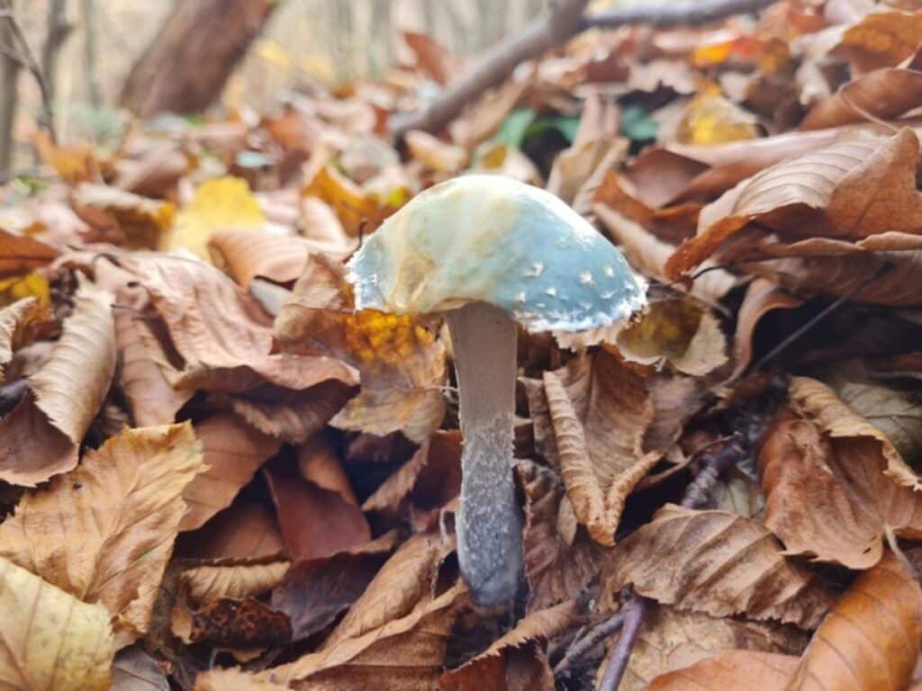 Aniseed Toadstool: Identification, Foraging, and Uses - Mushroom ...