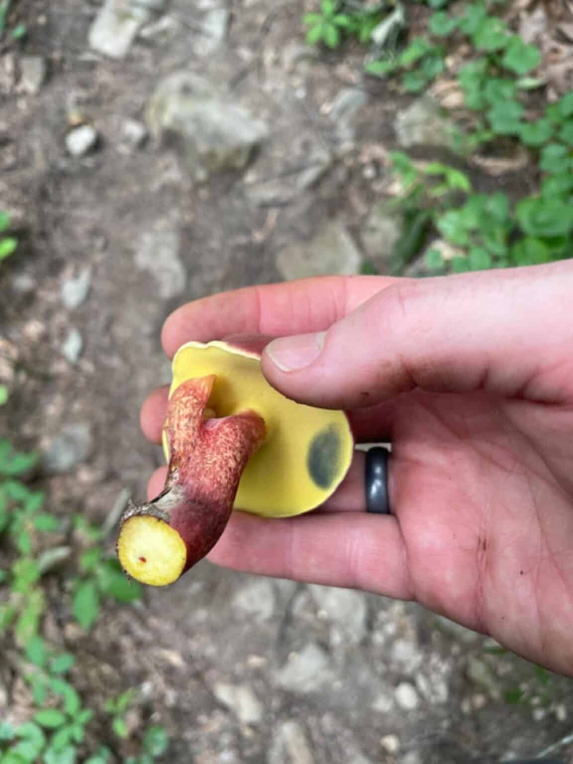 The Bicolor Bolete: Identification, Foraging, and Edibility - Mushroom ...