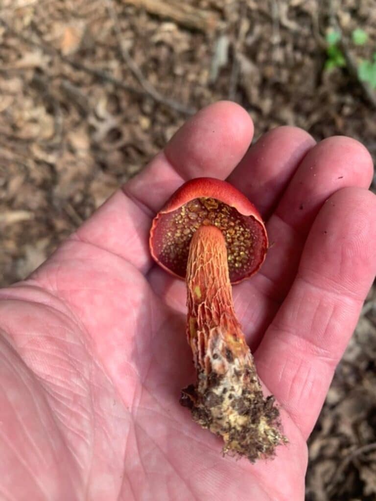 Frost's Bolete: Identifying, Foraging, and Edibility - Mushroom ...