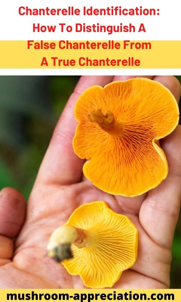 Chanterelle Identification: How To Distinguish A False Chanterelle From A True Chanterelle ...