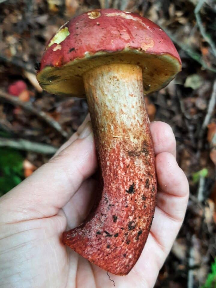 The Bicolor Bolete: Identification, Foraging, and Edibility - Mushroom ...