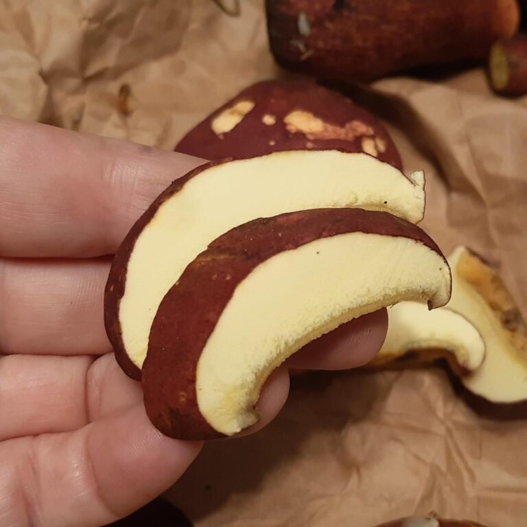 The Bicolor Bolete: Identification, Foraging, and Edibility - Mushroom ...