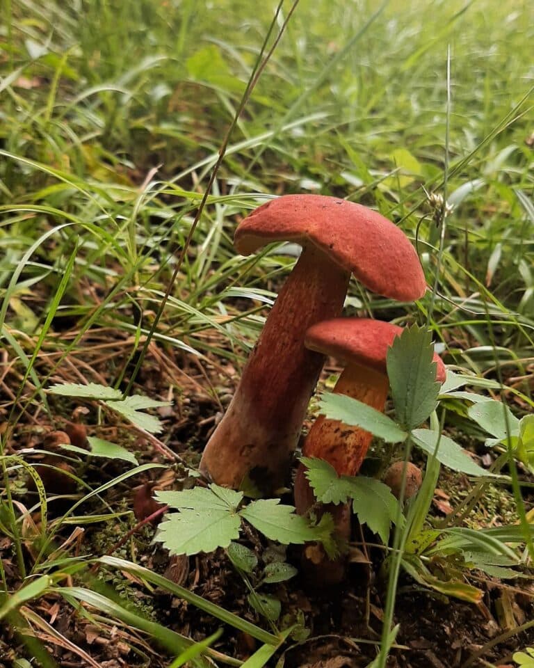 The Bicolor Bolete: Identification, Foraging, and Edibility - Mushroom ...