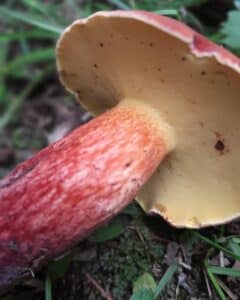The Bicolor Bolete: Identification, Foraging, and Edibility - Mushroom ...