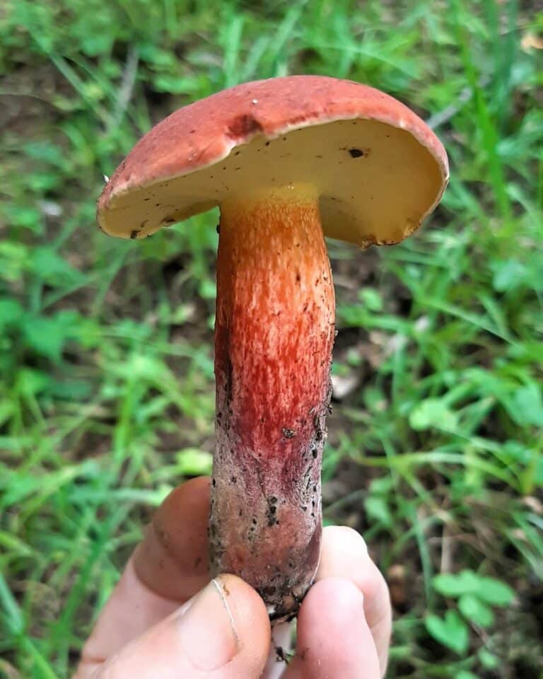 The Bicolor Bolete: Identification, Foraging, and Edibility - Mushroom ...