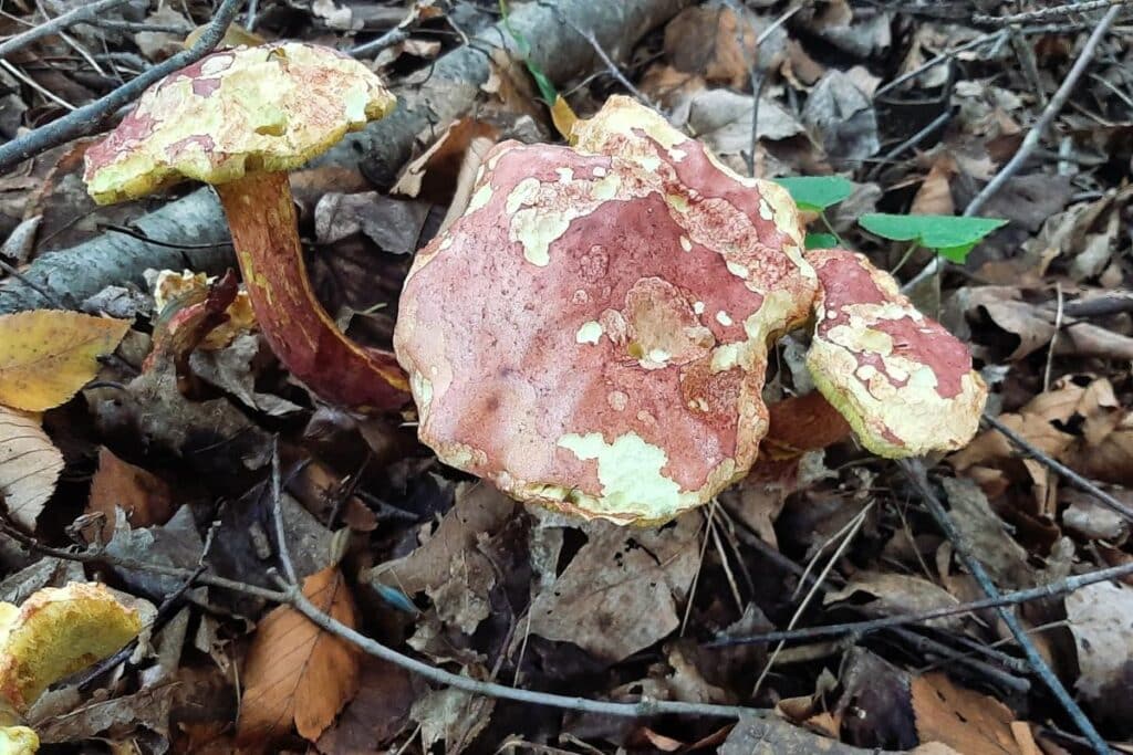 The Bicolor Bolete: Identification, Foraging, and Edibility - Mushroom ...