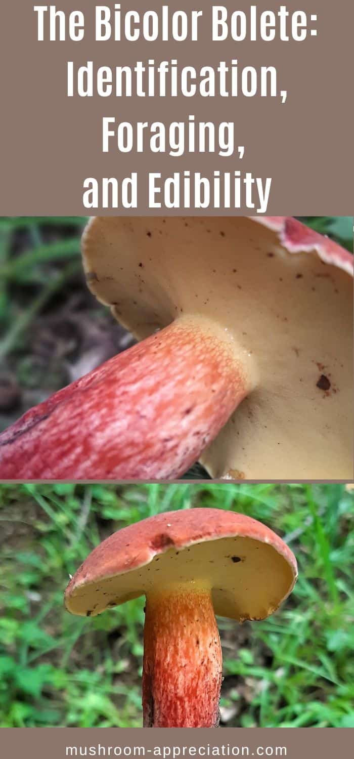 The Bicolor Bolete: Identification, Foraging, and Edibility - Mushroom ...