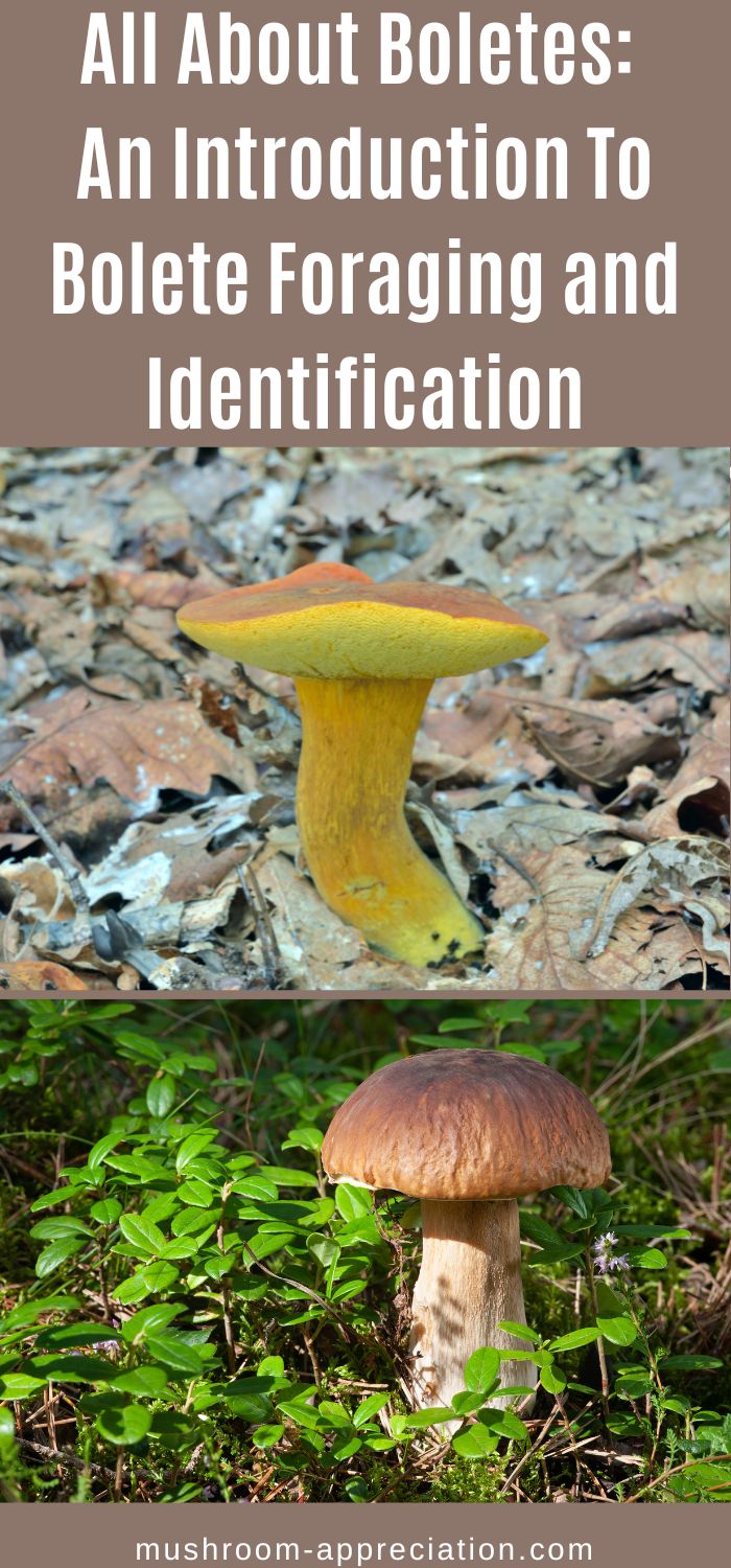 All About Boletes: An Introduction To Bolete Foraging and ...