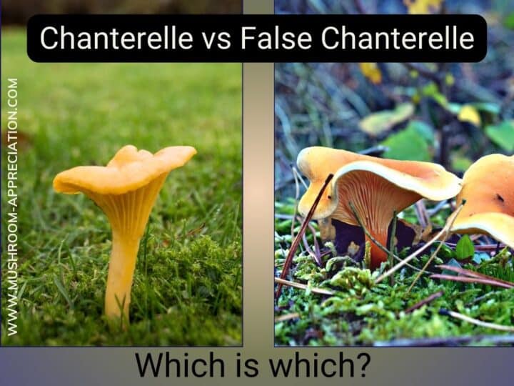 Chanterelle Identification: How To Distinguish A False Chanterelle From A True Chanterelle ...