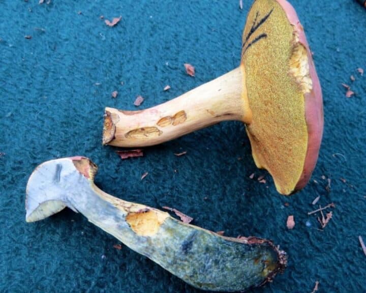 The Bicolor Bolete: Identification, Foraging, and Edibility - Mushroom ...