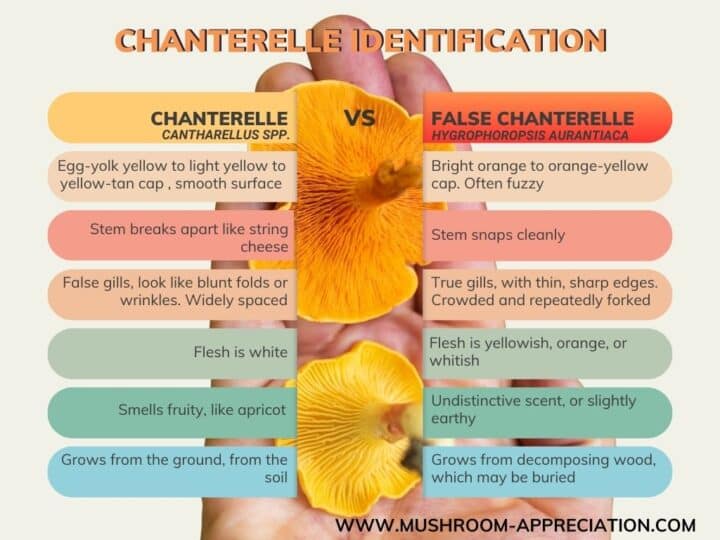 Chanterelle Identification: How To Distinguish A False Chanterelle From A True Chanterelle ...