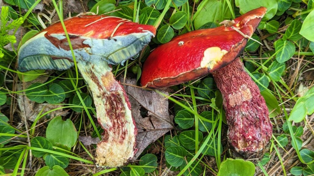 All About Boletes: An Introduction To Bolete Foraging and ...