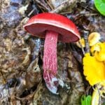 12 Spectacular Red Fungi in North America - Mushroom Appreciation