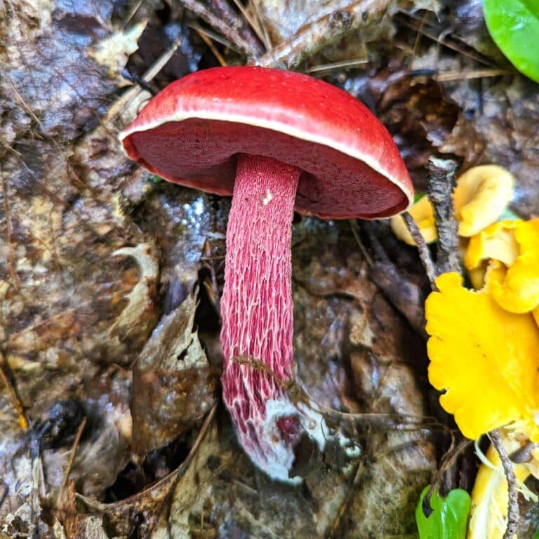 12 Spectacular Red Fungi in North America - Mushroom Appreciation