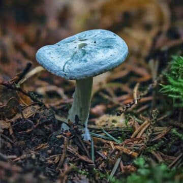 Mushroom Species - Mushroom Appreciation