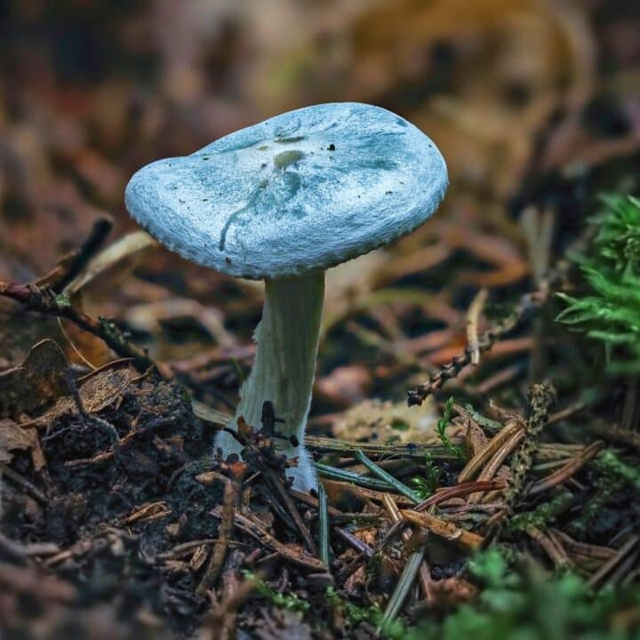 Mushroom Species - Mushroom Appreciation