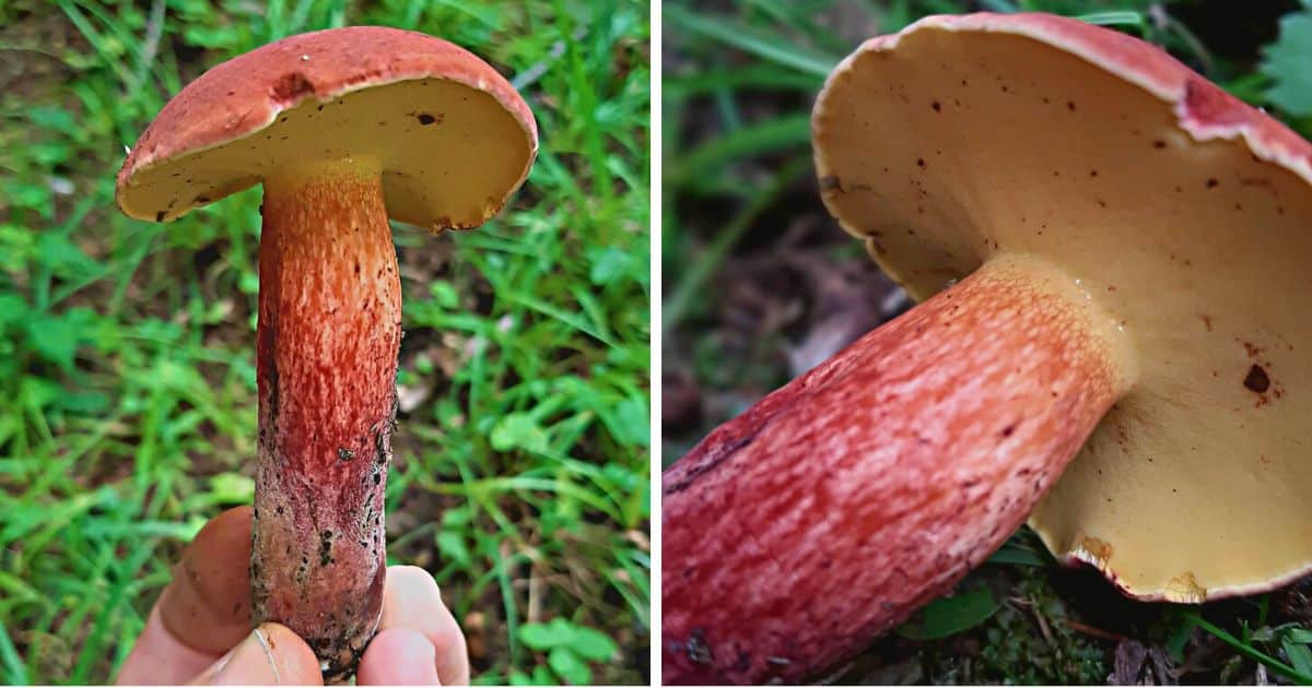 The Bicolor Bolete: Identification, Foraging, and Edibility - Mushroom ...