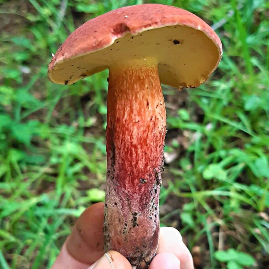 Boletes - Mushroom Appreciation
