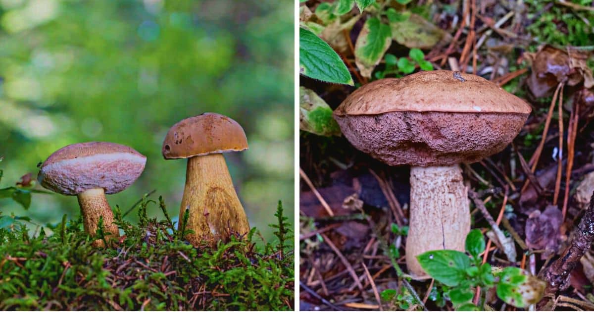 Preventing Bitter Disappointment: Identification Guide to the Bitter ...