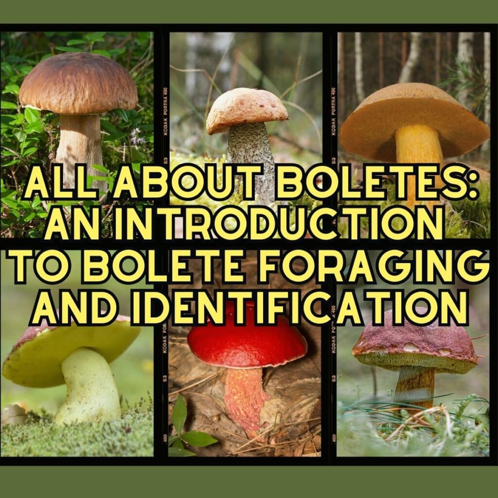 Gilled Boletes: Identification, Foraging, and Cooking - Mushroom ...