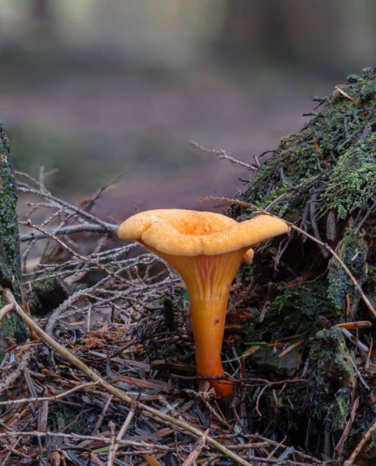 The False Chanterelle: Identification, Habitat, and Uses - Mushroom ...