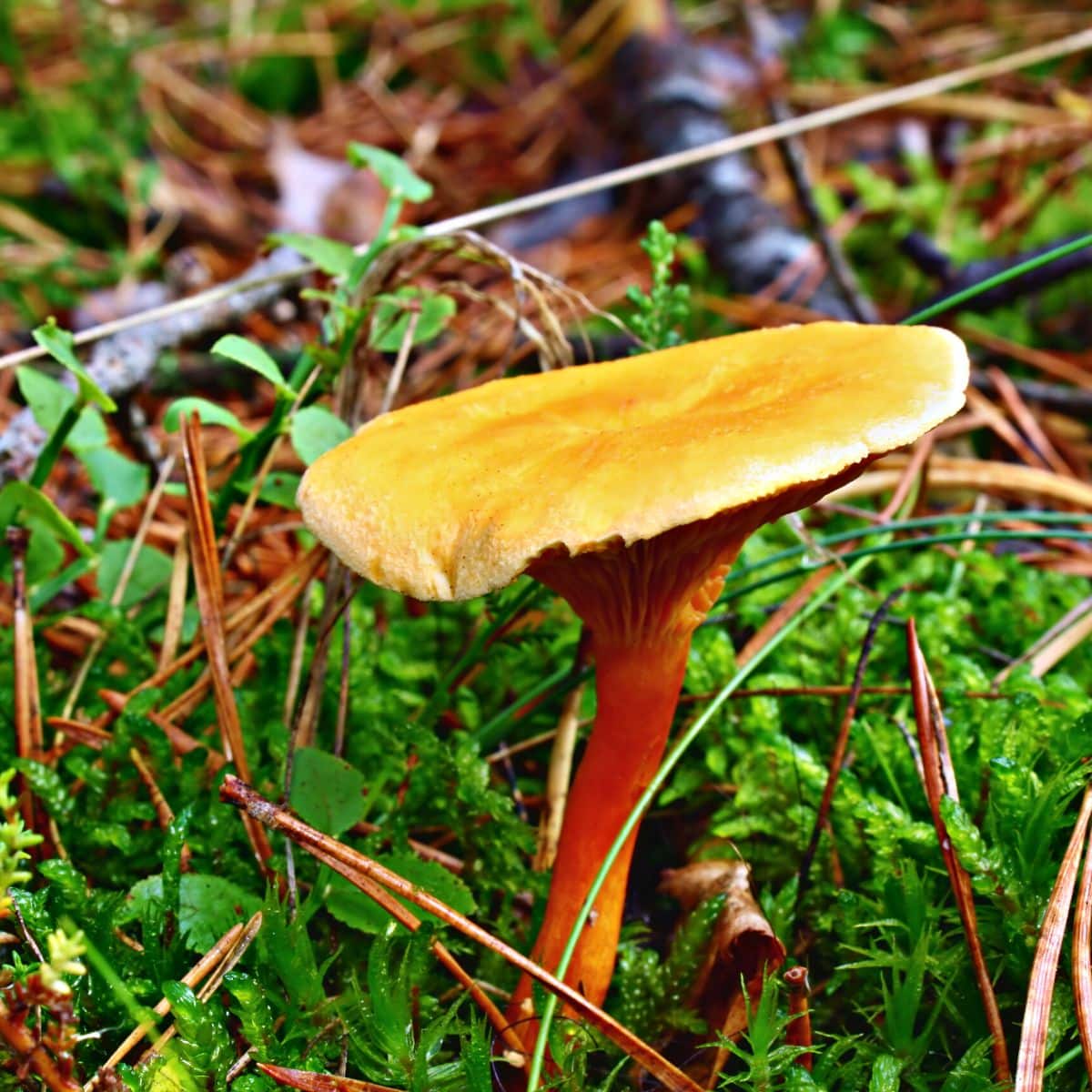 Mushroom Species - Mushroom Appreciation