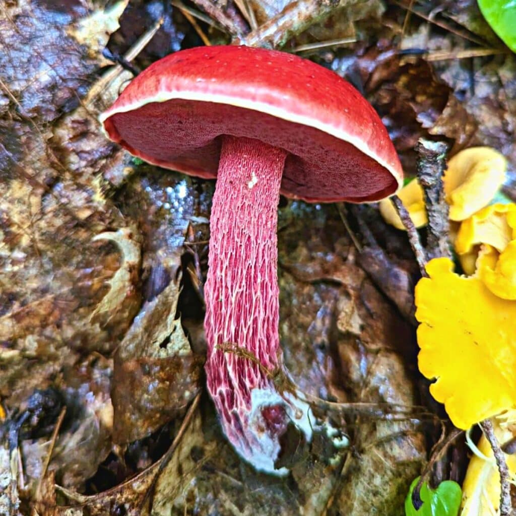 Boletes - Mushroom Appreciation
