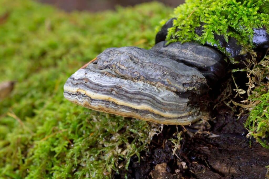 Tinder Fungus: Historical Uses, Identification, and Foraging - Mushroom ...