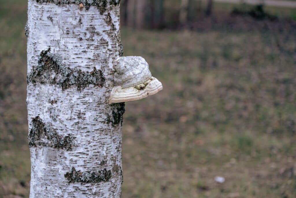 Tinder Fungus: Historical Uses, Identification, and Foraging - Mushroom ...