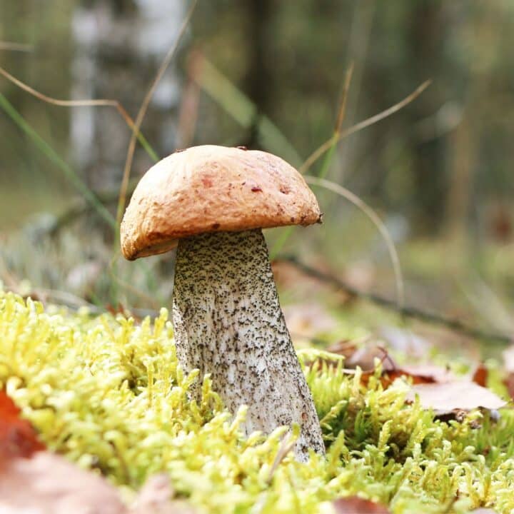 All About Boletes: An Introduction To Bolete Foraging and ...