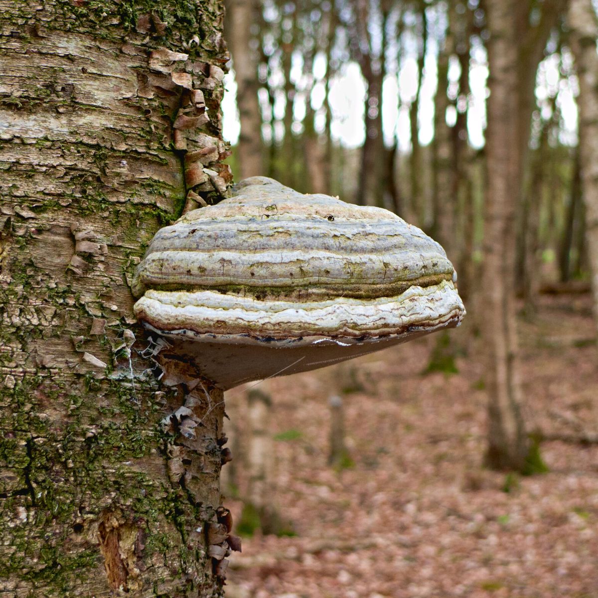Honey Fungus Uses and Information - Mushroom Appreciation