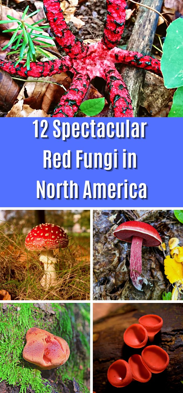 12 Spectacular Red Fungi in North America - Mushroom Appreciation