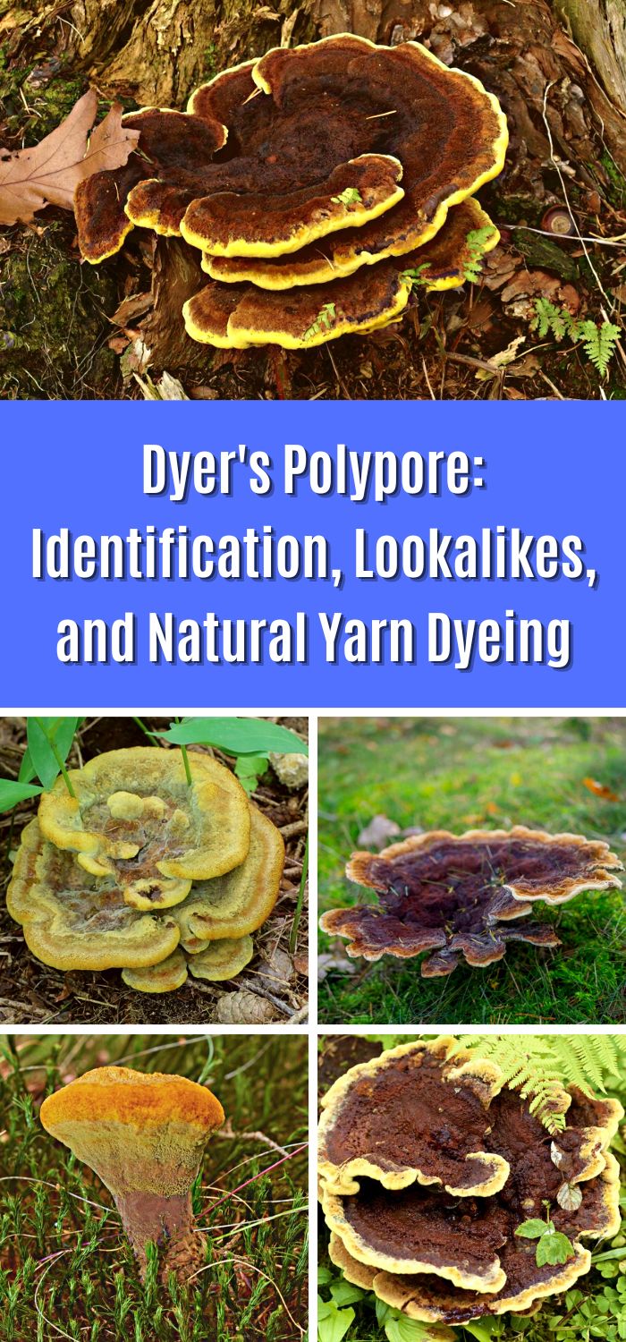 Dyer's Polypore: Identification, Lookalikes, and Natural Yarn Dyeing ...