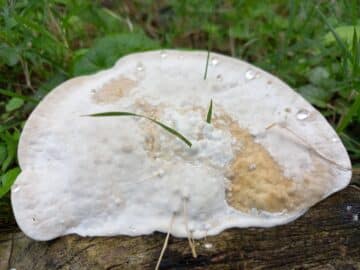White Cheese Polypore: Identification Guide - Mushroom Appreciation
