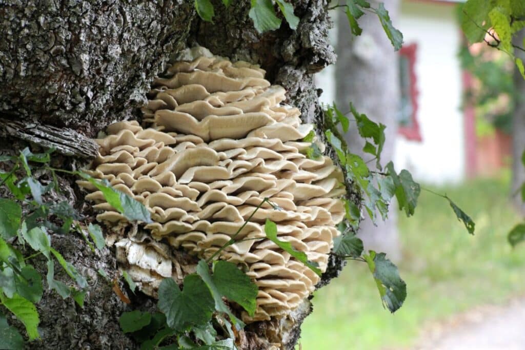 The Northern Tooth: An In-depth Identification Guide - Mushroom ...