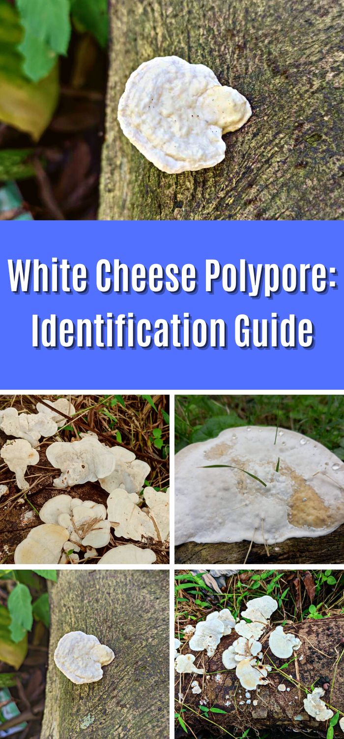 White Cheese Polypore: Identification Guide - Mushroom Appreciation