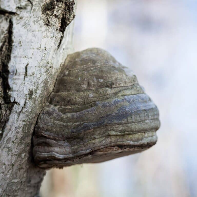 Introduction To Polypores: The Top 14 Edible and Medicinal Polypore ...