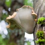 Introduction To Polypores: The Top 14 Edible and Medicinal Polypore ...