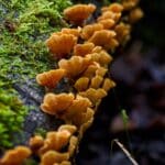 Introduction To Polypores: The Top 14 Edible and Medicinal Polypore ...
