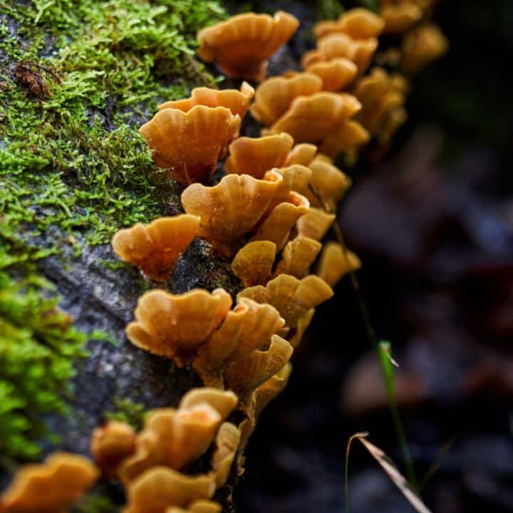 Introduction To Polypores: The Top 14 Edible and Medicinal Polypore ...