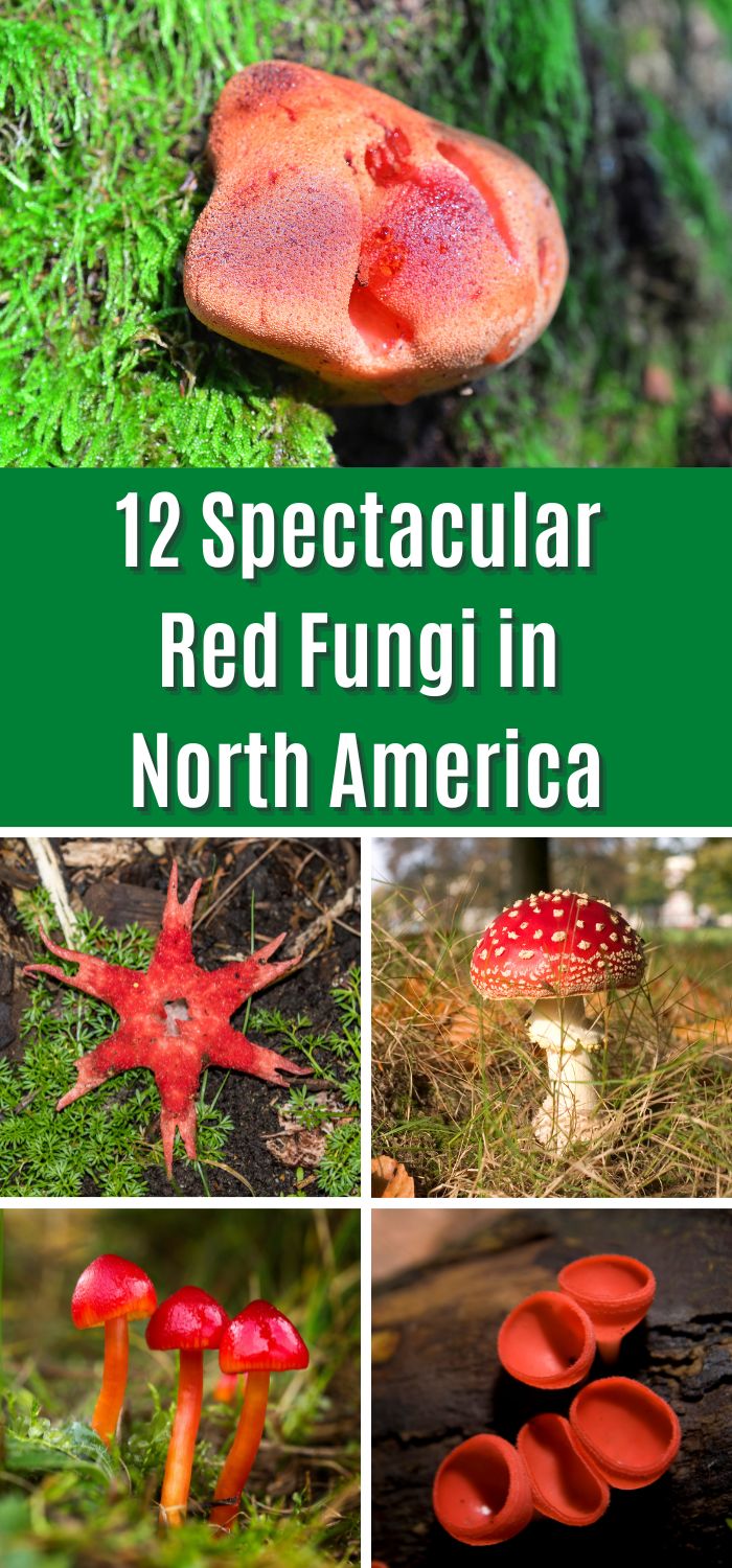 12 Spectacular Red Fungi in North America - Mushroom Appreciation
