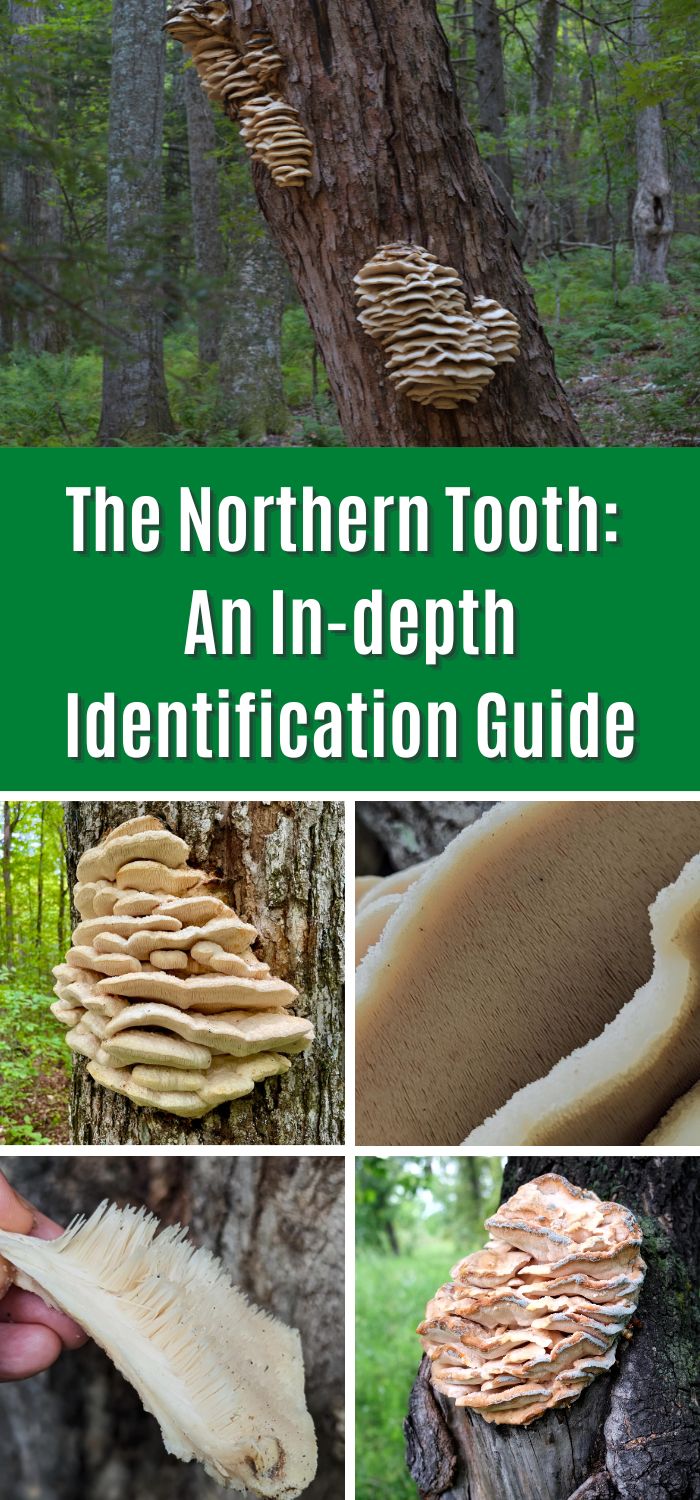 The Northern Tooth: An In-depth Identification Guide - Mushroom ...