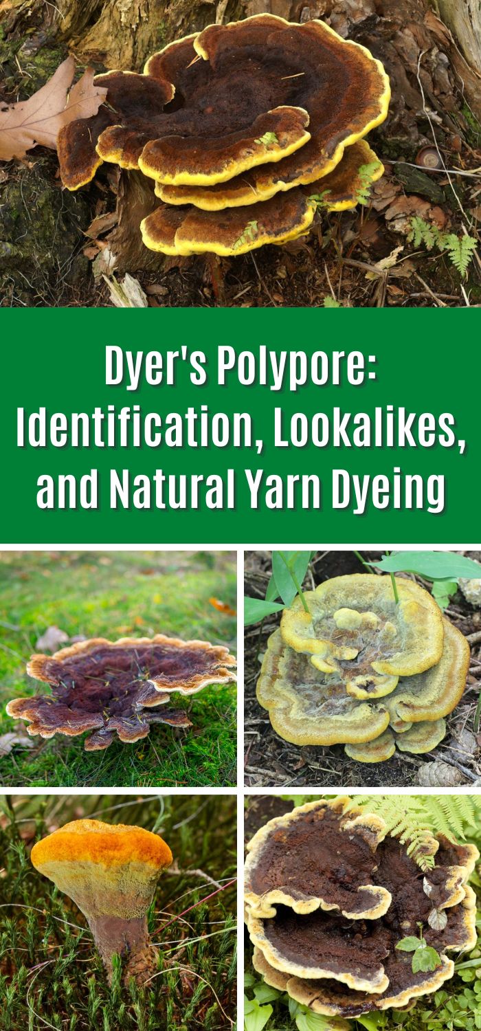 Dyer's Polypore: Identification, Lookalikes, and Natural Yarn Dyeing ...