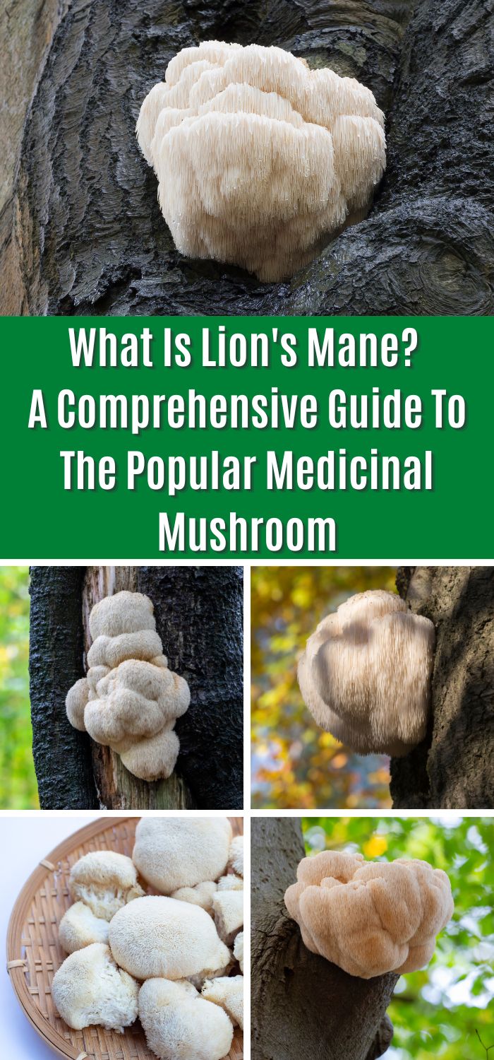 What Is Lion's Mane? A Comprehensive Guide To The Popular Medicinal ...
