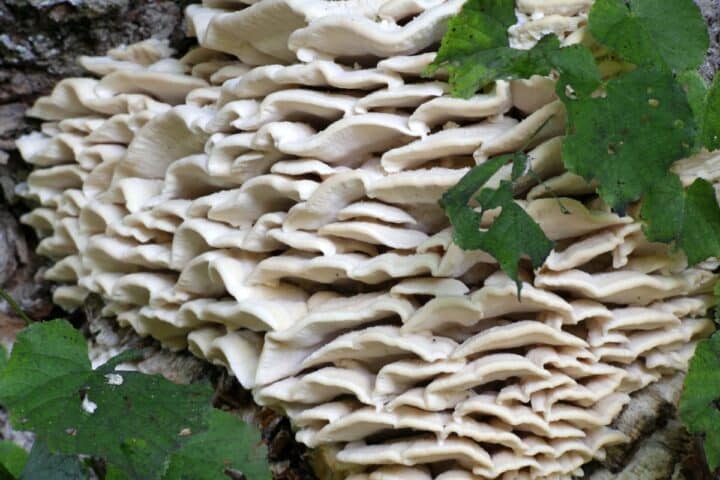 The Northern Tooth: An In-depth Identification Guide - Mushroom ...