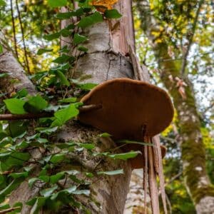 Introduction To Polypores: The Top 14 Edible and Medicinal Polypore ...