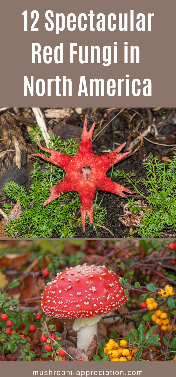 12 Spectacular Red Fungi in North America - Mushroom Appreciation