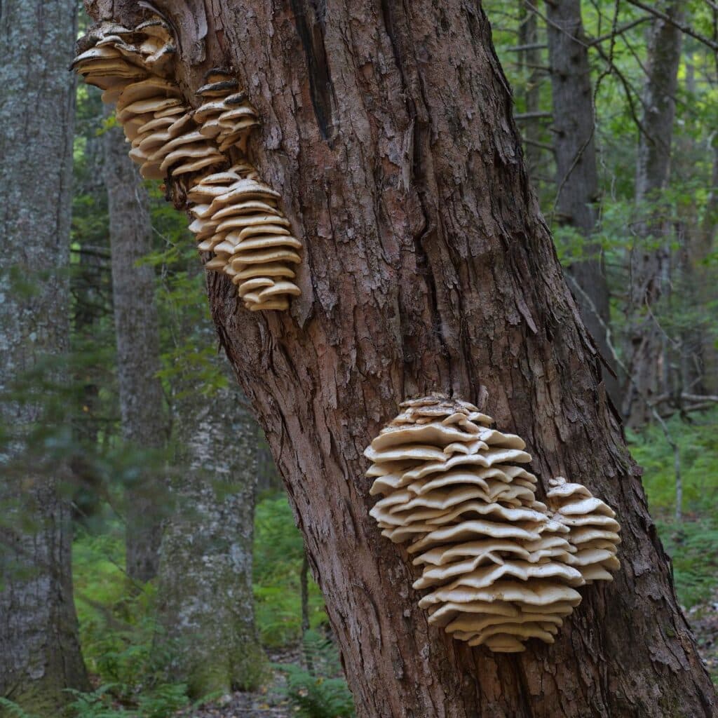 The Northern Tooth: An In-depth Identification Guide - Mushroom ...
